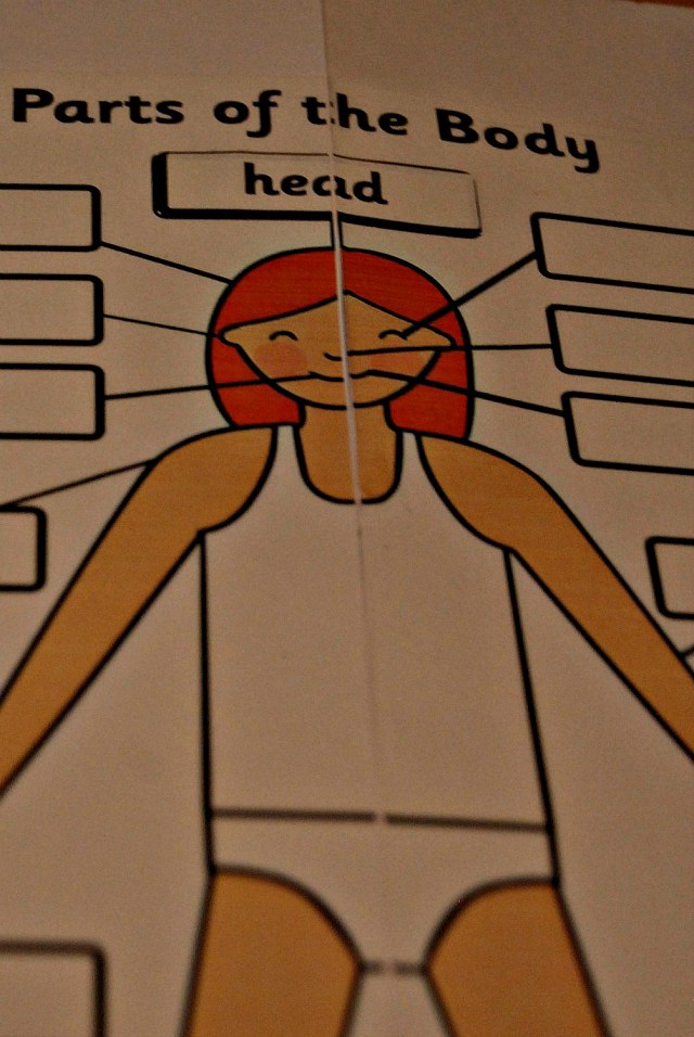 Making a My body Lapbook | ofamily learning together