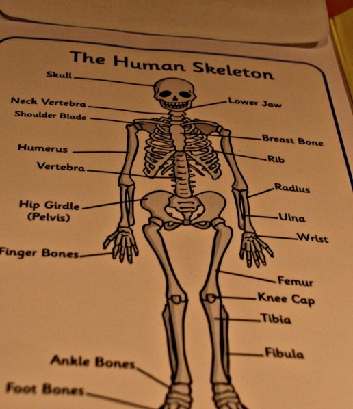 Making a My body Lapbook | ofamily learning together