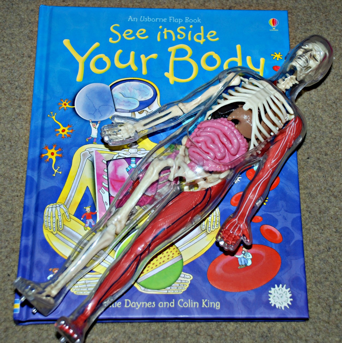 Learning about the Human Body | ofamily learning together