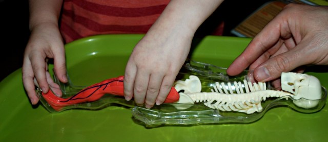 Learning about the Human Body | ofamily learning together