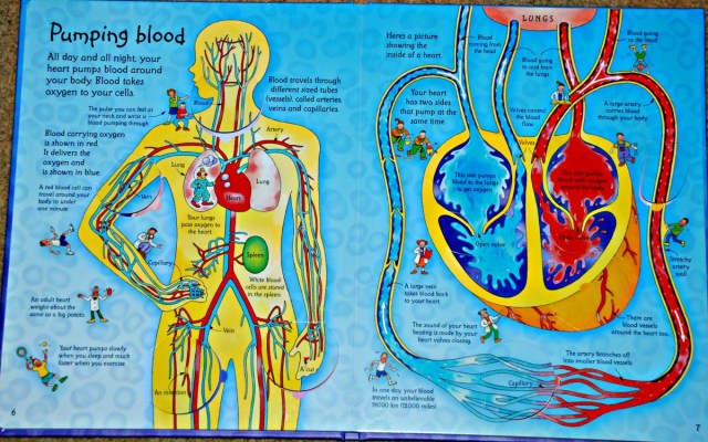 Learning about the Human Body | ofamily learning together