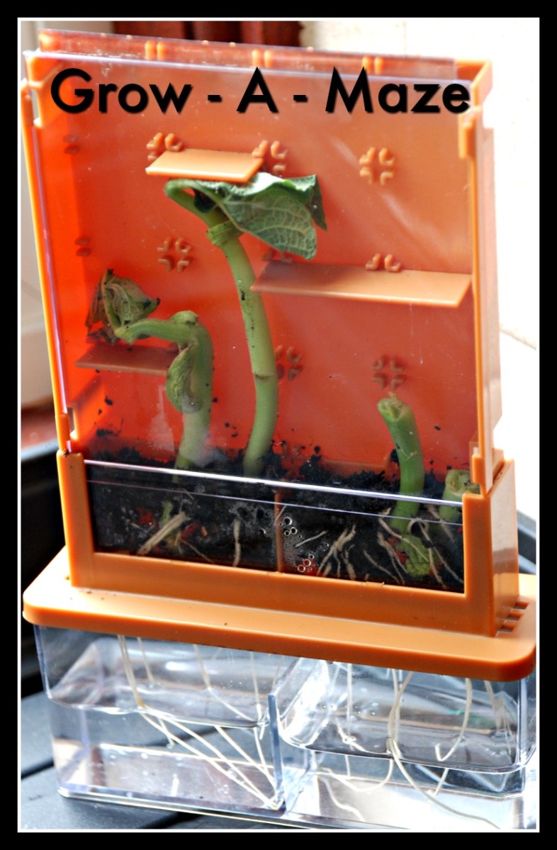 Grow-A-Maze | ofamily learning together