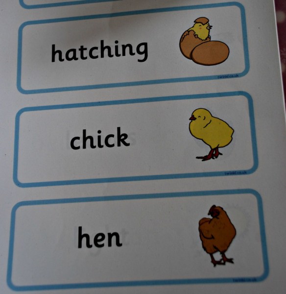 Make Your Own Animal Life Cycle Book | ofamily learning together