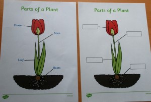 Learning about flowers | ofamily learning together