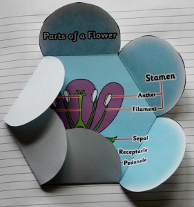 Learning about flowers | ofamily learning together