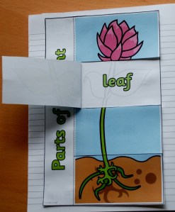 Learning about flowers | ofamily learning together