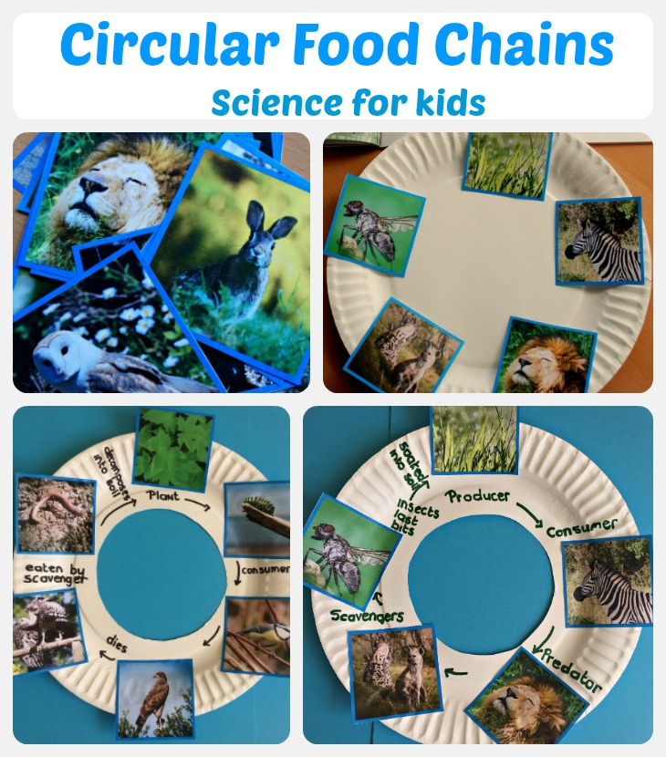 Circular Food Chains | ofamily learning together