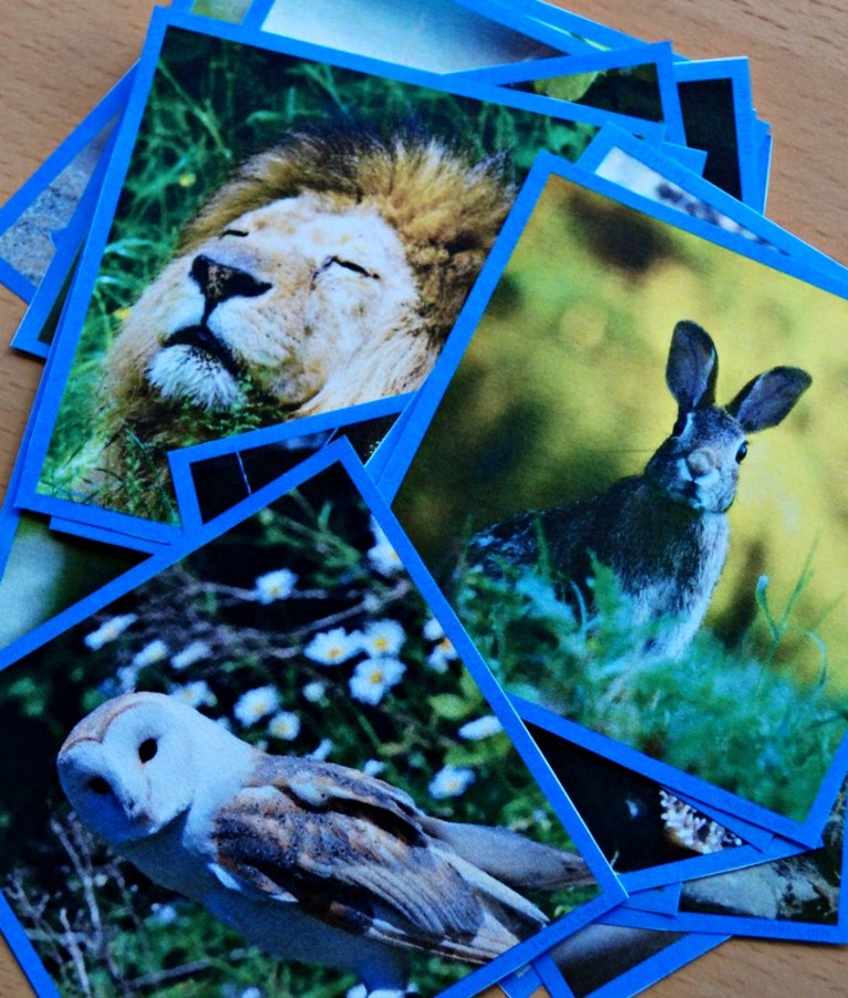 Circular Food Chains | ofamily learning together
