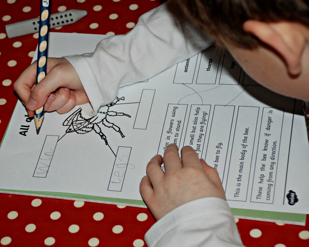 Flight of the Honey Bee | ofamily learning together