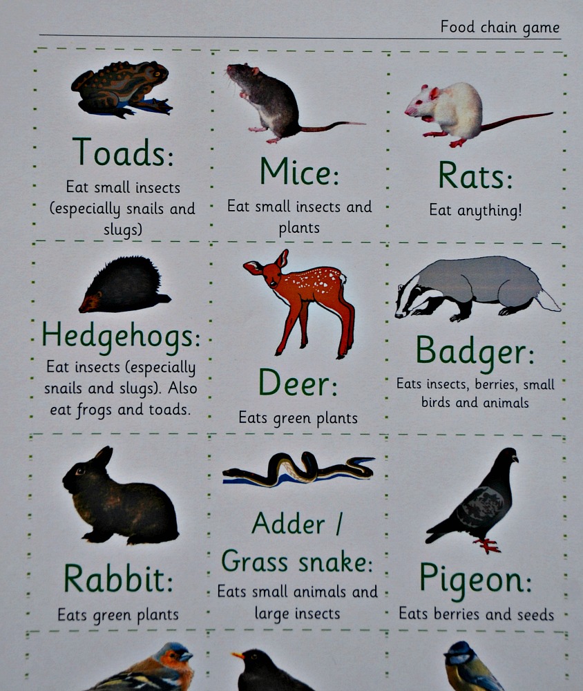 Teachit Primary Free Animal Resources | ofamily learning together