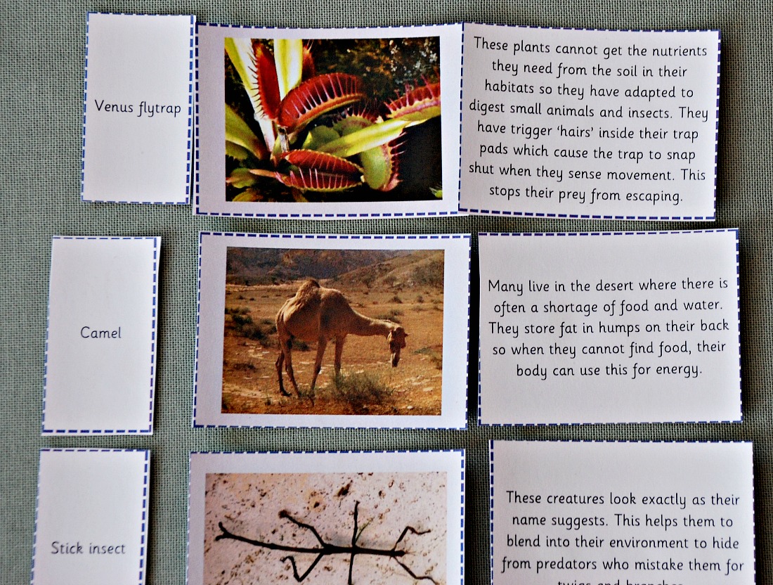 Teachit Primary Free Animal Resources | ofamily learning together