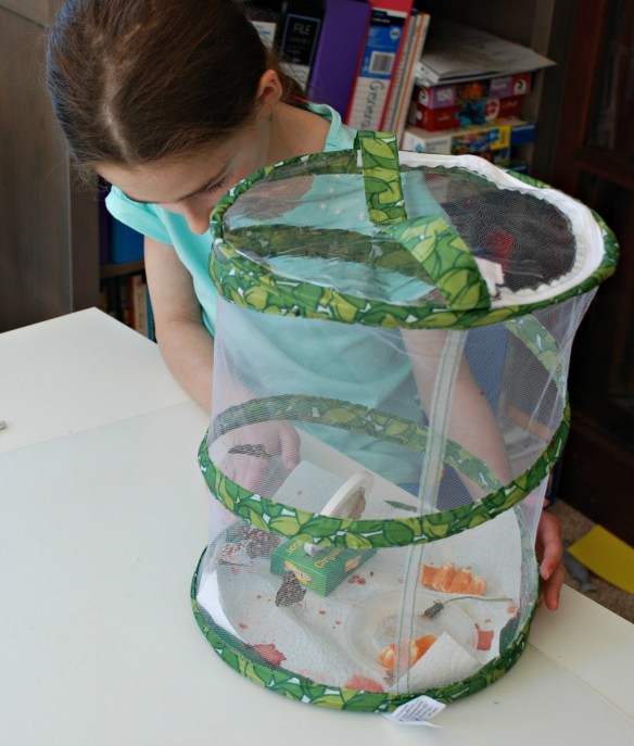 Insect Lore Printables Insect Lore | The World's First