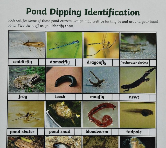 Springwatch reading comprehension | ofamily learning together