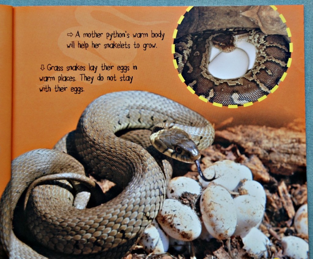 Snake Life Cycle book and activities | ofamily learning together