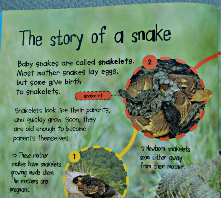 Snake Life Cycle book and activities | ofamily learning together