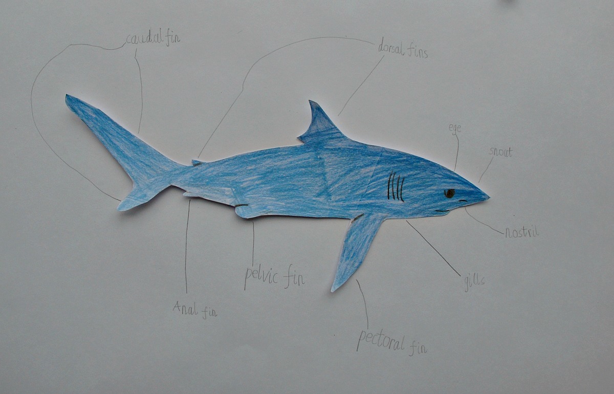 Shark Resources | ofamily learning together