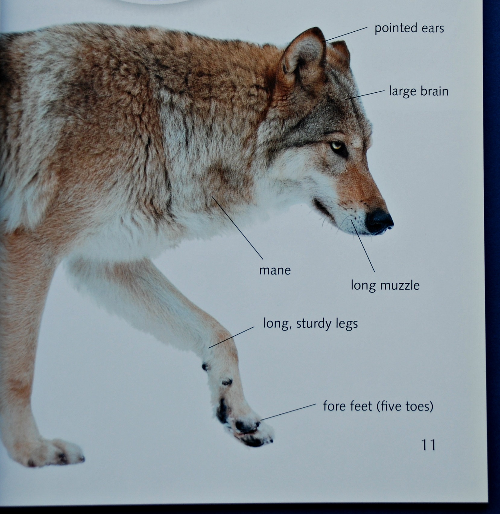 Wolves | ofamily learning together