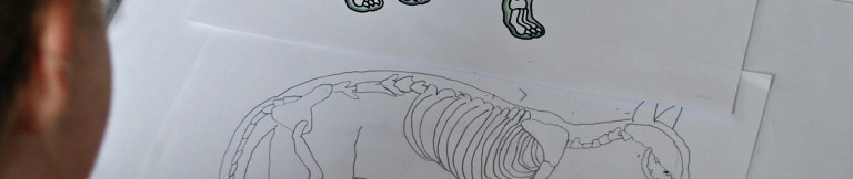 Animal Skeletons | ofamily learning together