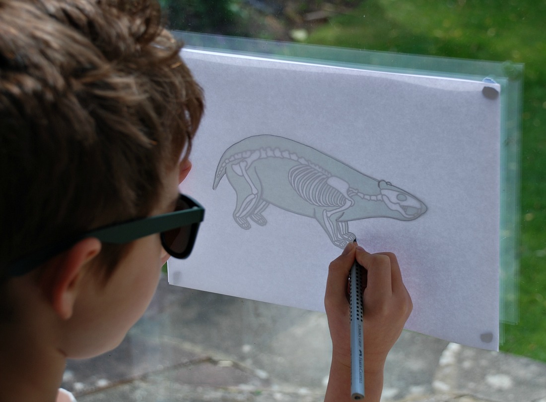 Animal Skeletons | ofamily learning together