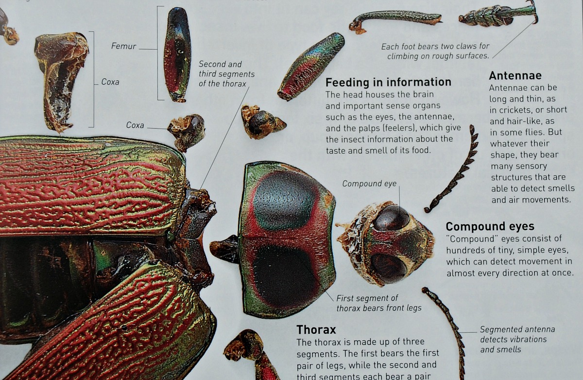 DK Insect Book | ofamily learning together