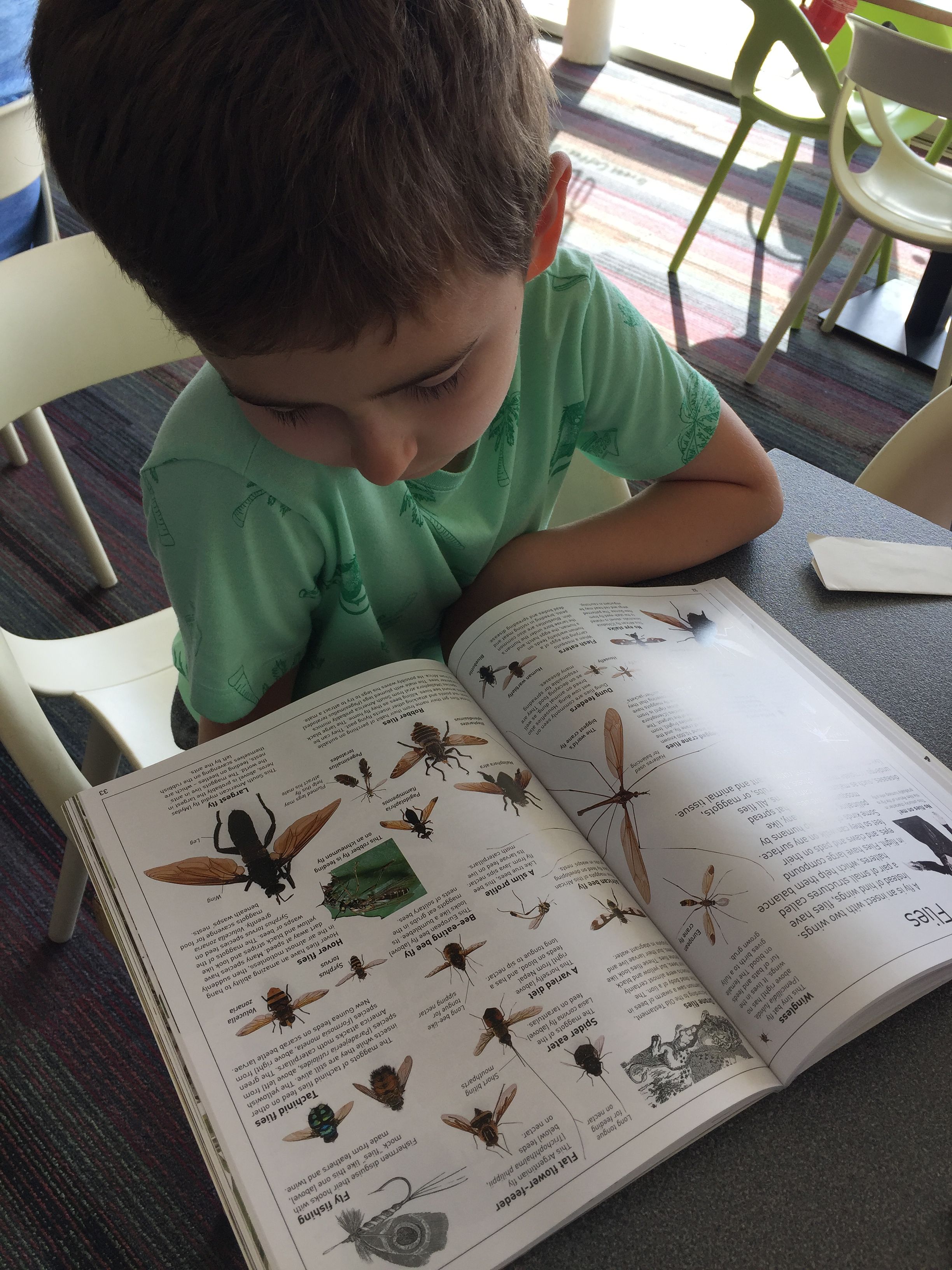 DK Insect Book | ofamily learning together