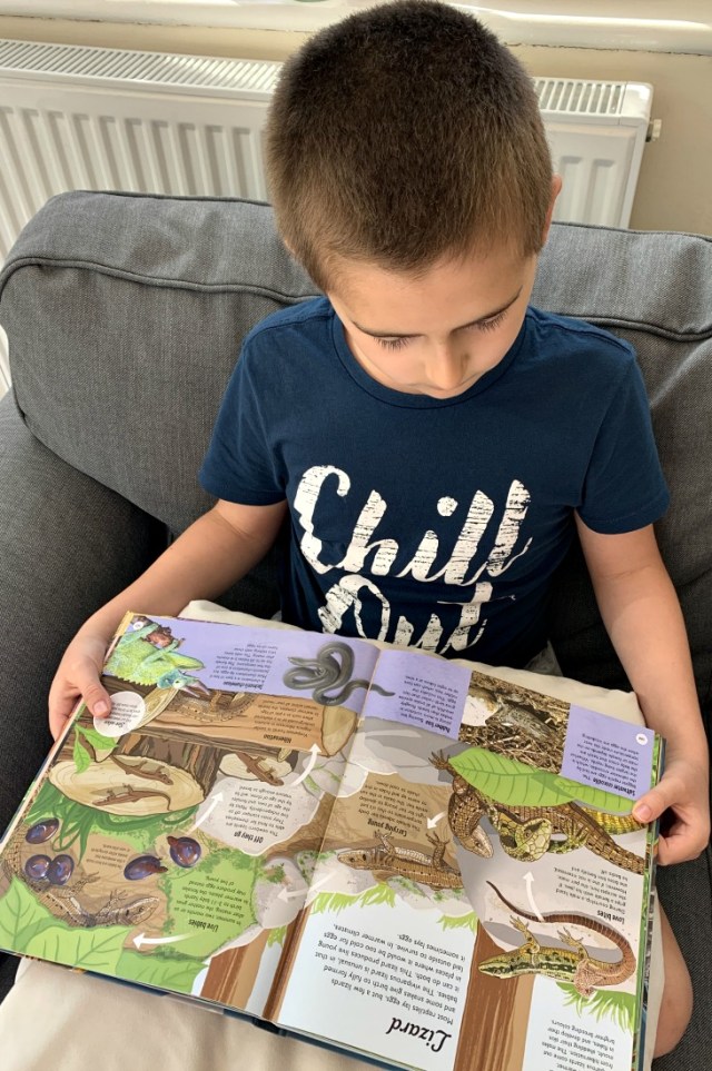 A Stunning Life Cycle Book | ofamily learning together