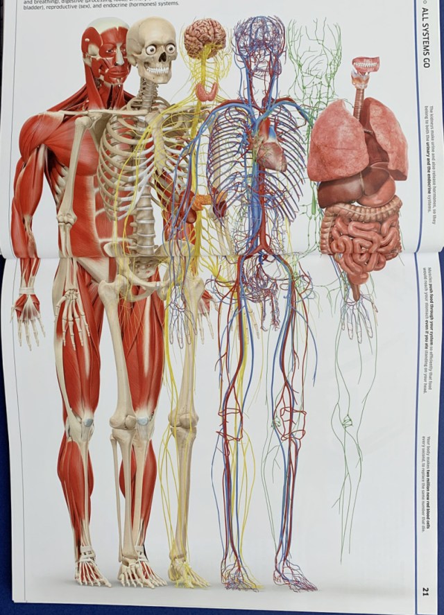 Knowledge Encyclopedia Human Body | ofamily learning together