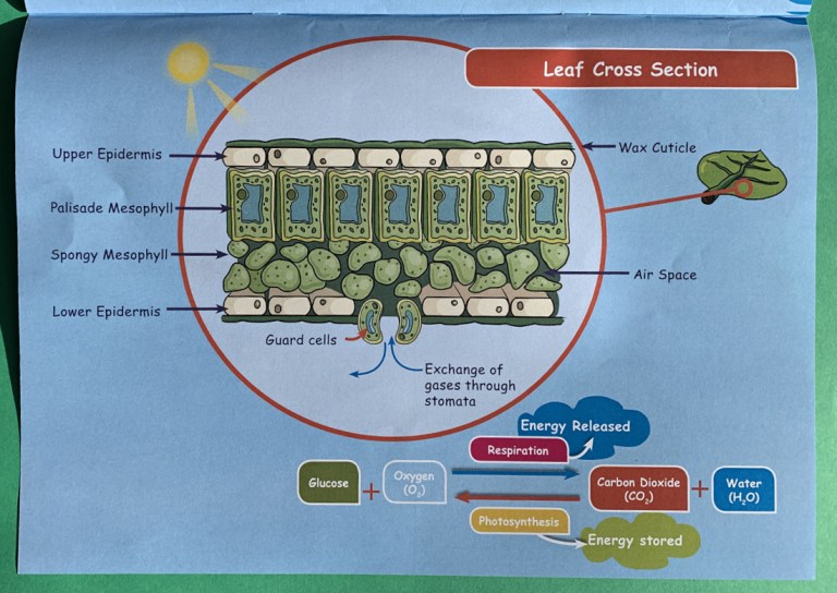 Starting Year 7 Science Resources | ofamily learning together