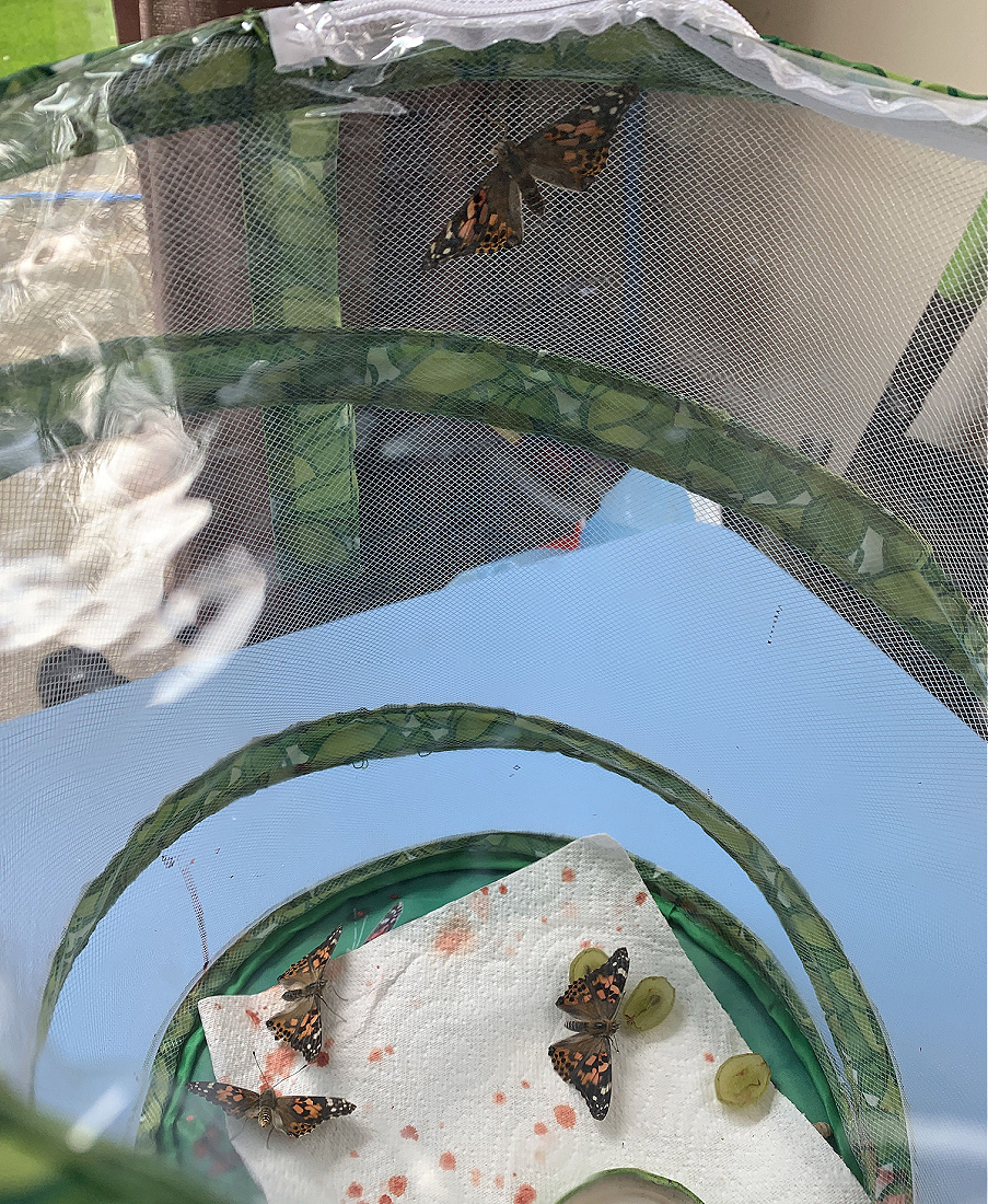 Releasing our Butterflies | ofamily learning together