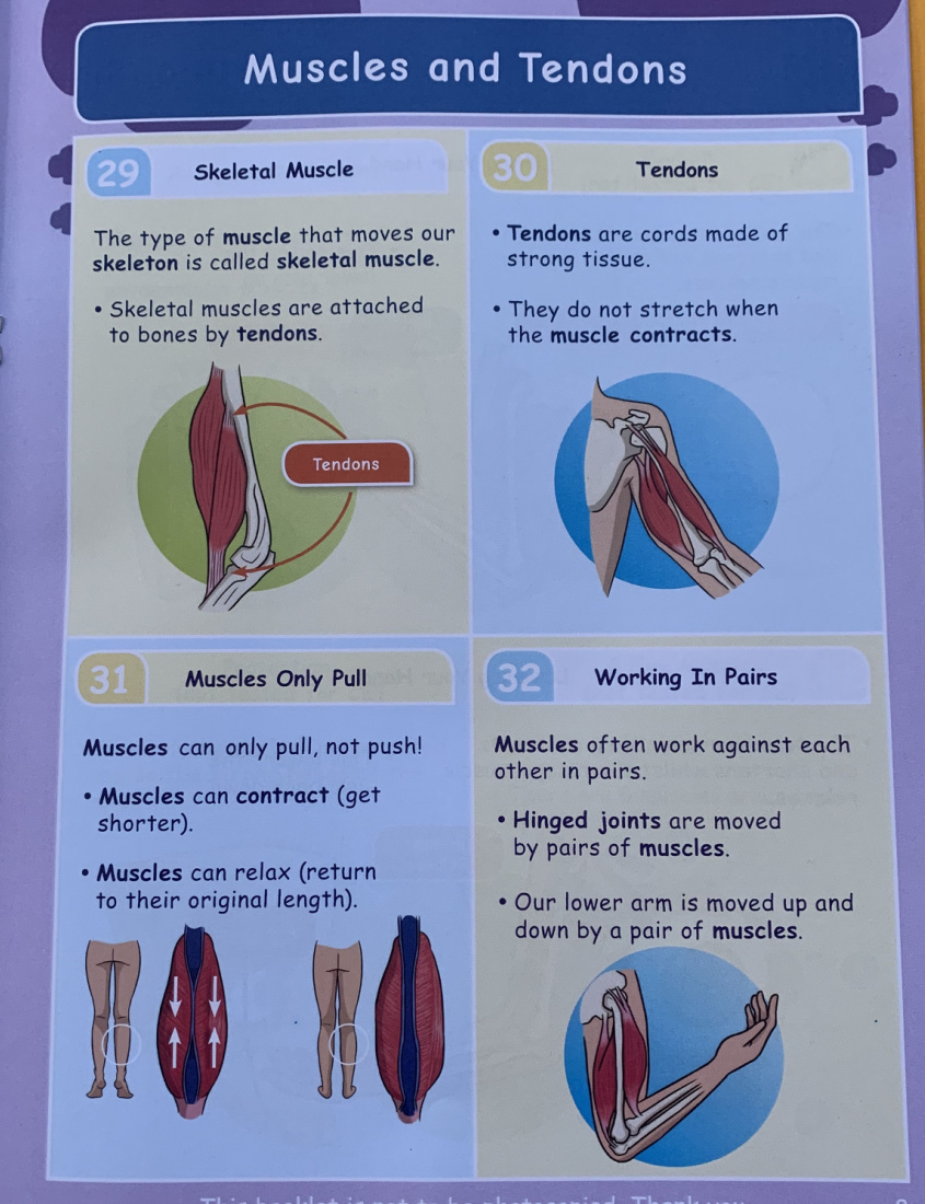 Skeleton and Muscles | ofamily learning together