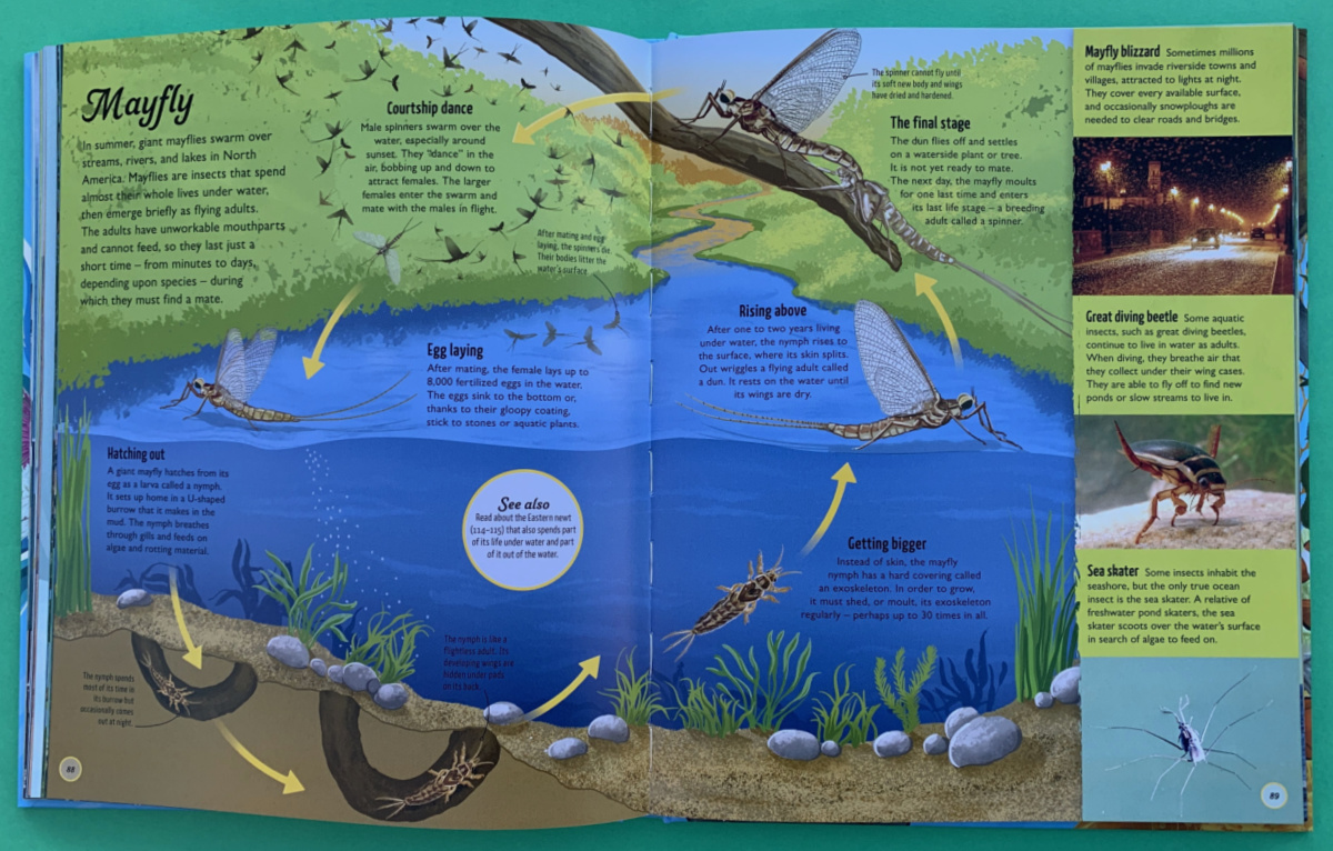 DK’s Water Cycles Book | ofamily learning together
