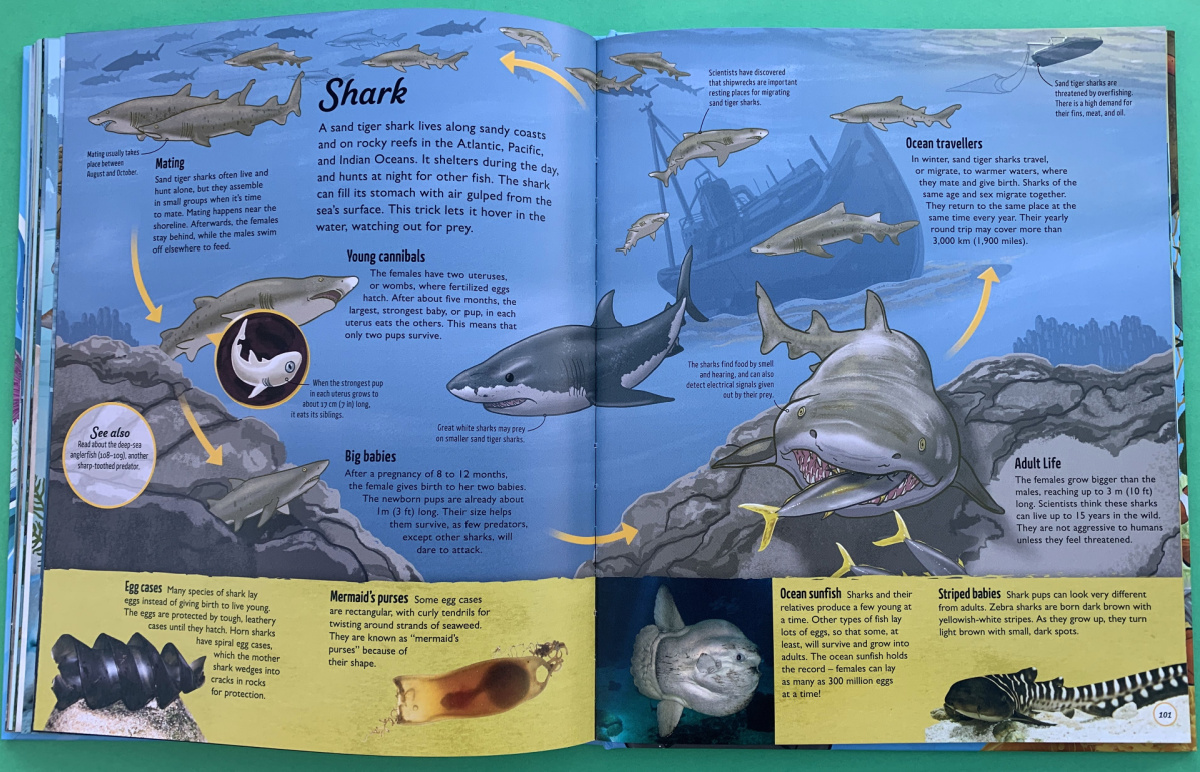 DK’s Water Cycles Book | ofamily learning together