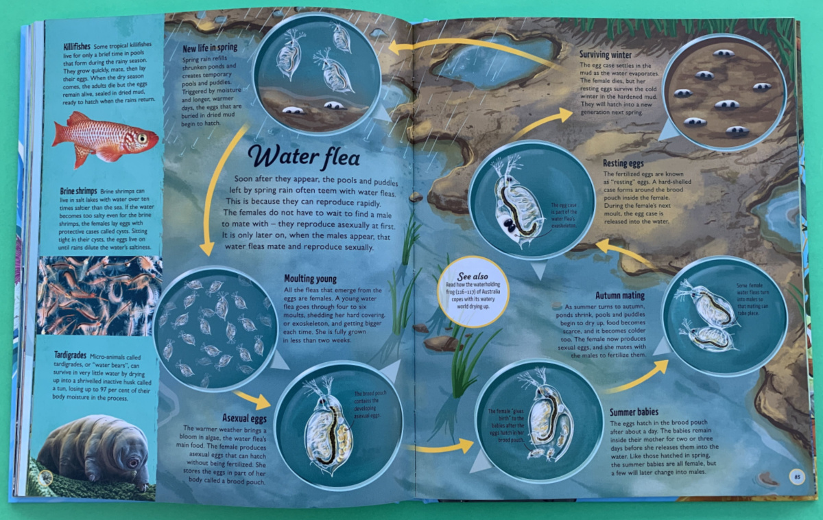 DK’s Water Cycles Book | ofamily learning together