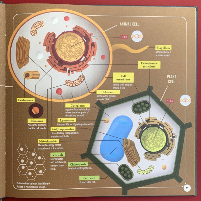 My First Book of Microbes | ofamily learning together
